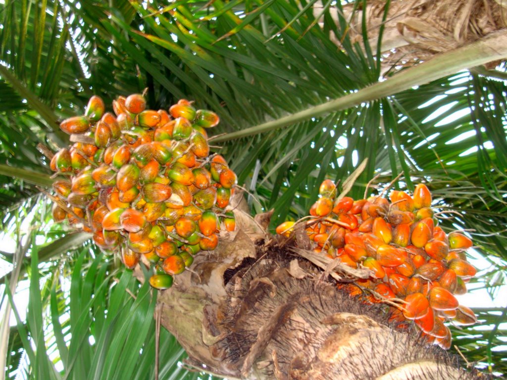 ANPP Animales y Plantas de Perú: enero 2008
