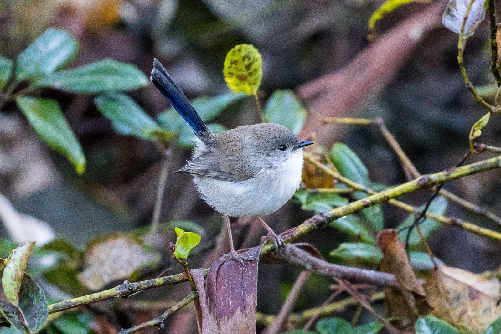 National Park Odyssey: Manna Gum Camping Area, Goomburra Section of ...