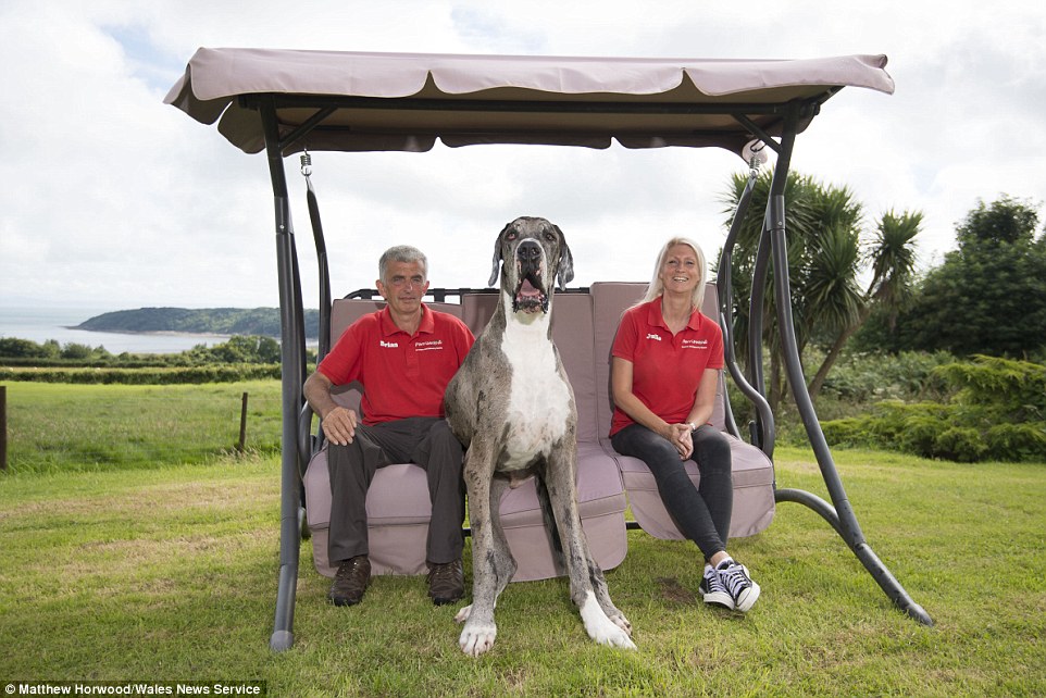 Welcome to KvnG Ololade Blog: The 7foot giant dog vying for the world's ...