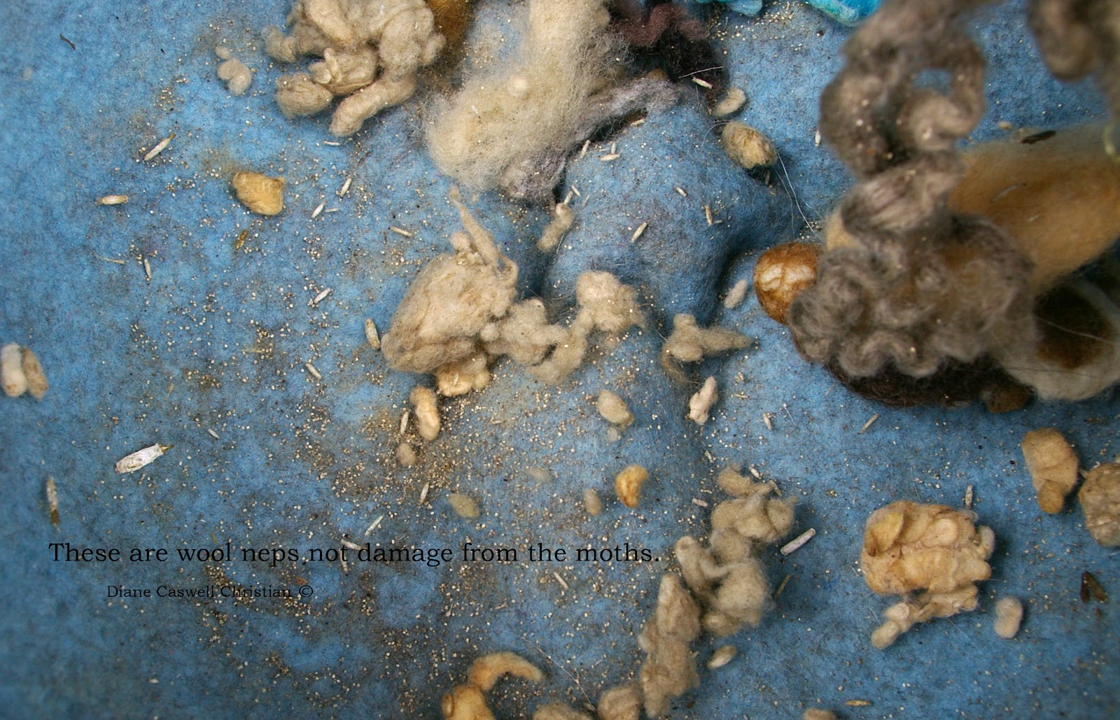 Felt Inspiration: The Dreaded Wool Moth