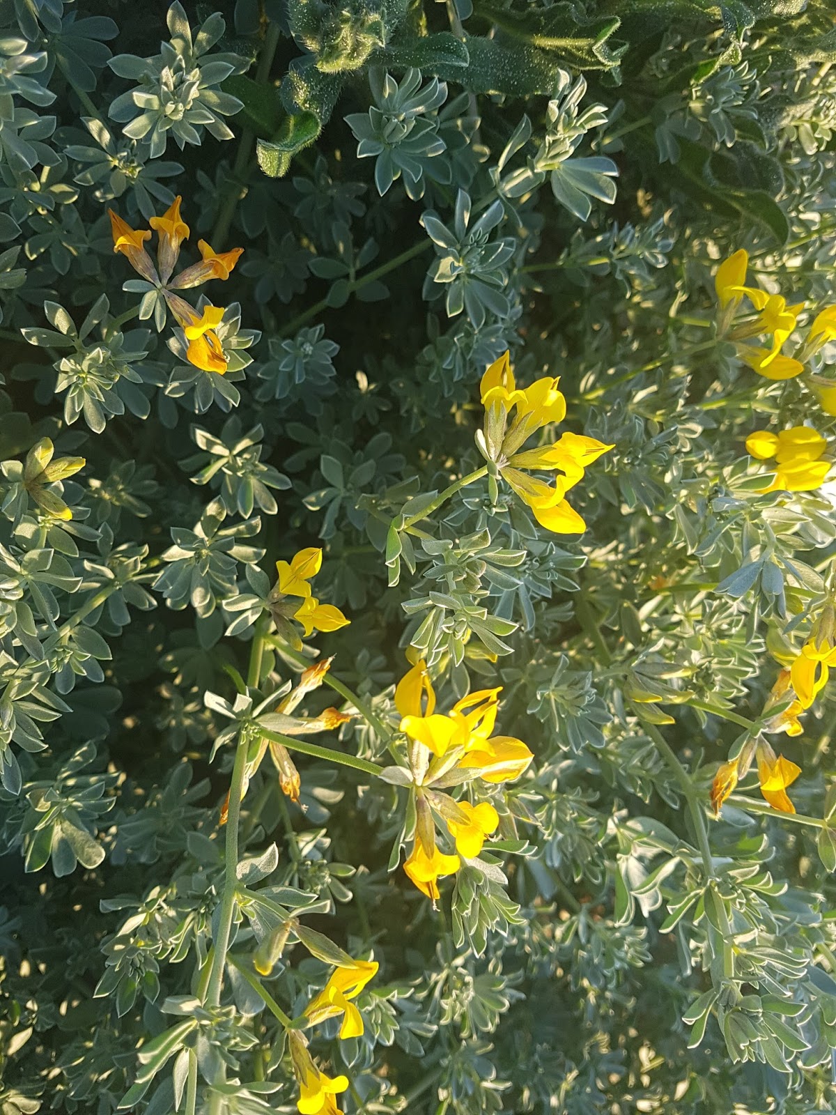 La luna de Ítaca: Cuernillo de mar