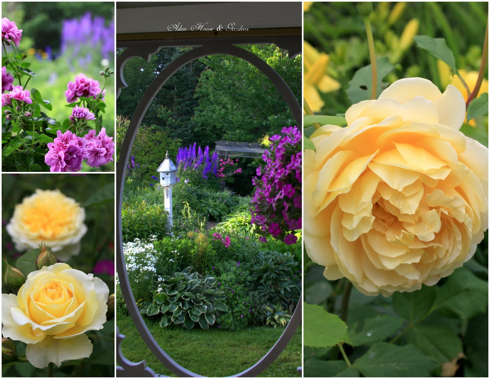 Aiken House & Gardens: David Austin English Roses