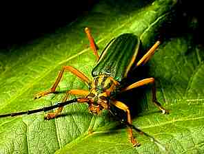 7 A - Artrópodes: Uniramia