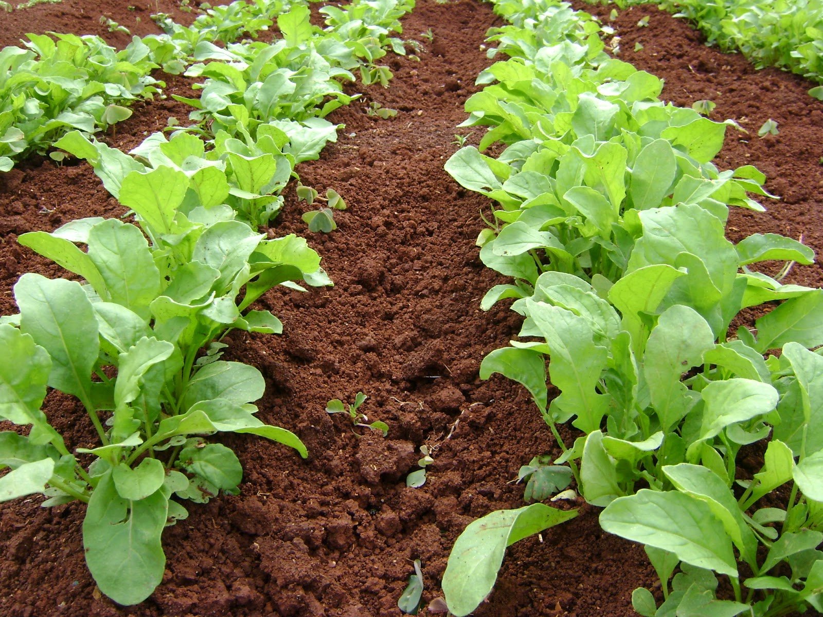 Horta Vitalidade: A Rúcula