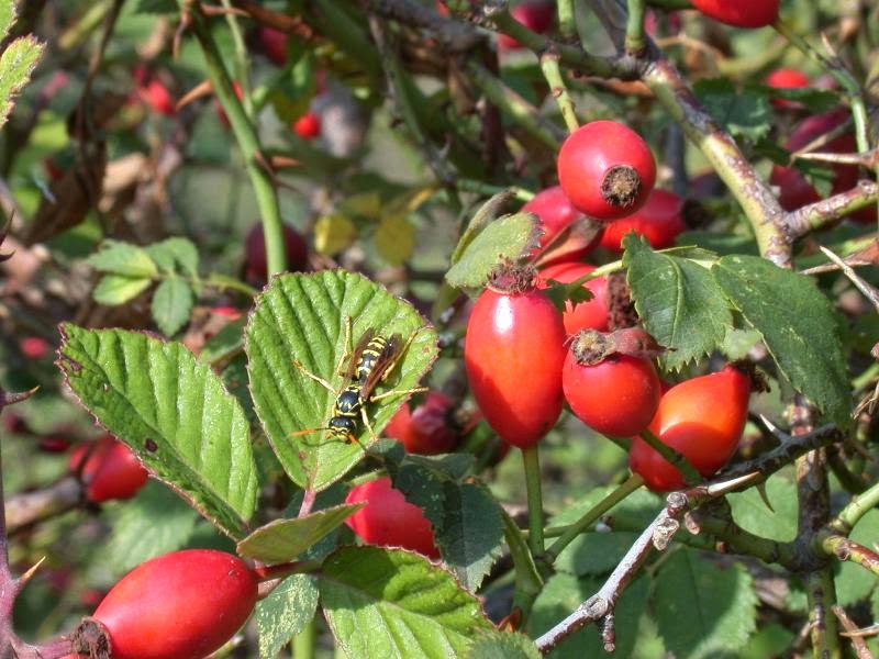 Dolci Liquorini: Grappa alla Rosa Selvatica