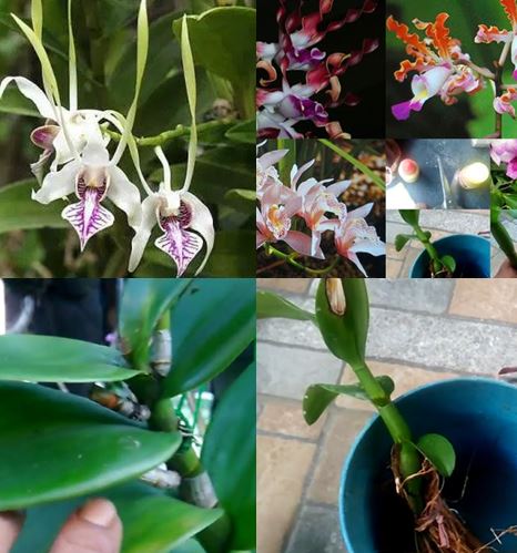 PANDUAN LENGKAP CARA MENANGKARKAN BUNGA ANGGREK DENDROBIUM - Rumah Daun ...