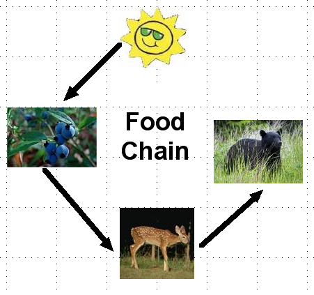 Bay of Kotor: Food Chain