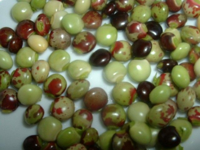 CUISINE HAÏTIENNE- LES POIS (PWA)