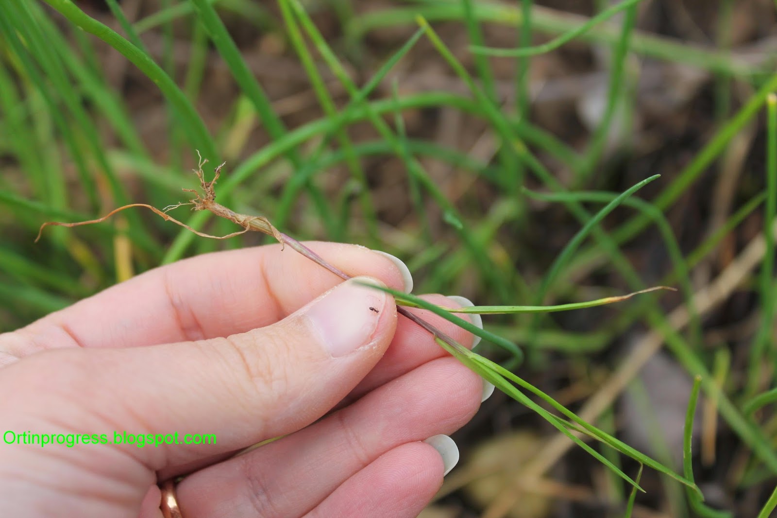 orti-in-progress-coltivare-l-erba-cipollina
