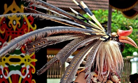 paren nyawi's blog: The(Kuau Raja/Burung Ruai) Great Argus' feathers as ...