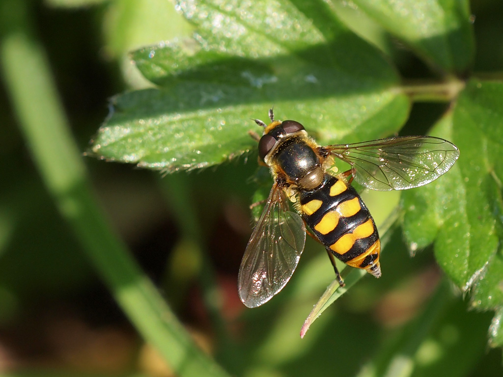 Blue Leaf Nature News: New hoverflies for NN02