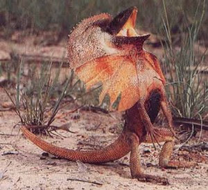 Frilled Lizard | Wildlife | The Wildlife