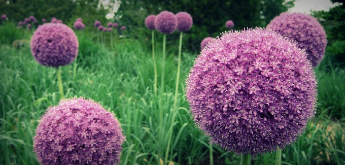Baking Boy: Chicago Botanic Gardens