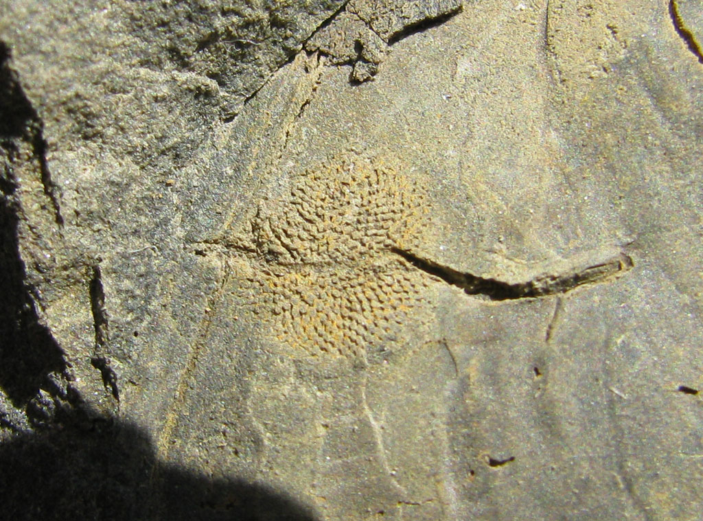 Views of the Mahantango: Evidence of post mortem activity in fossil ...