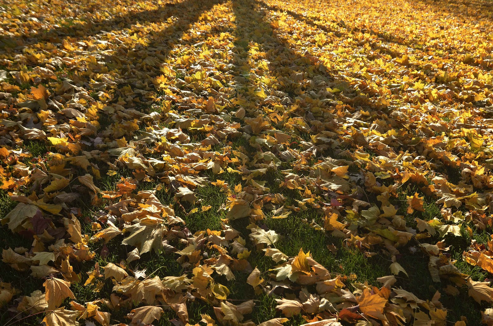 Mark Chitwood Photography: The End Of Fall