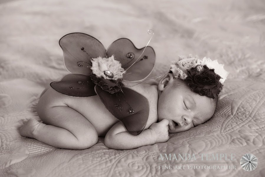 Bermuda Photographer - Amanda Temple: The Beautiful Baby Butterfly