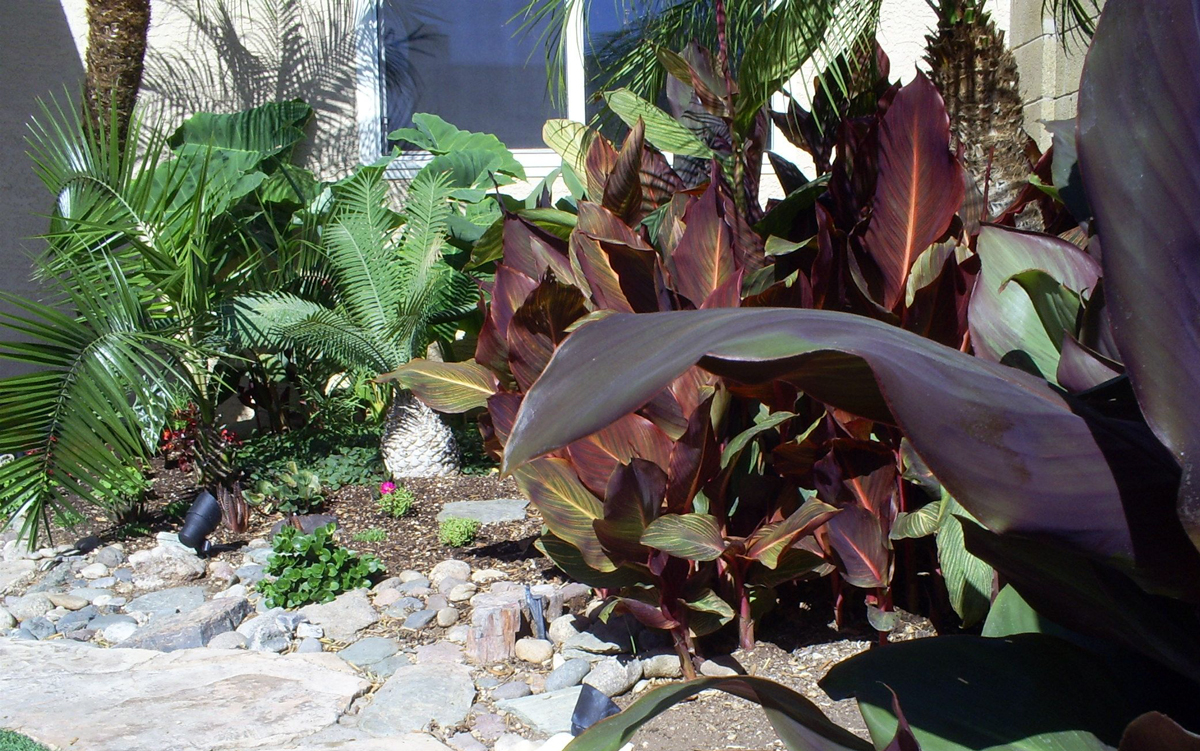 What Tropical Plants Grow In Arizona at Amber Warren blog