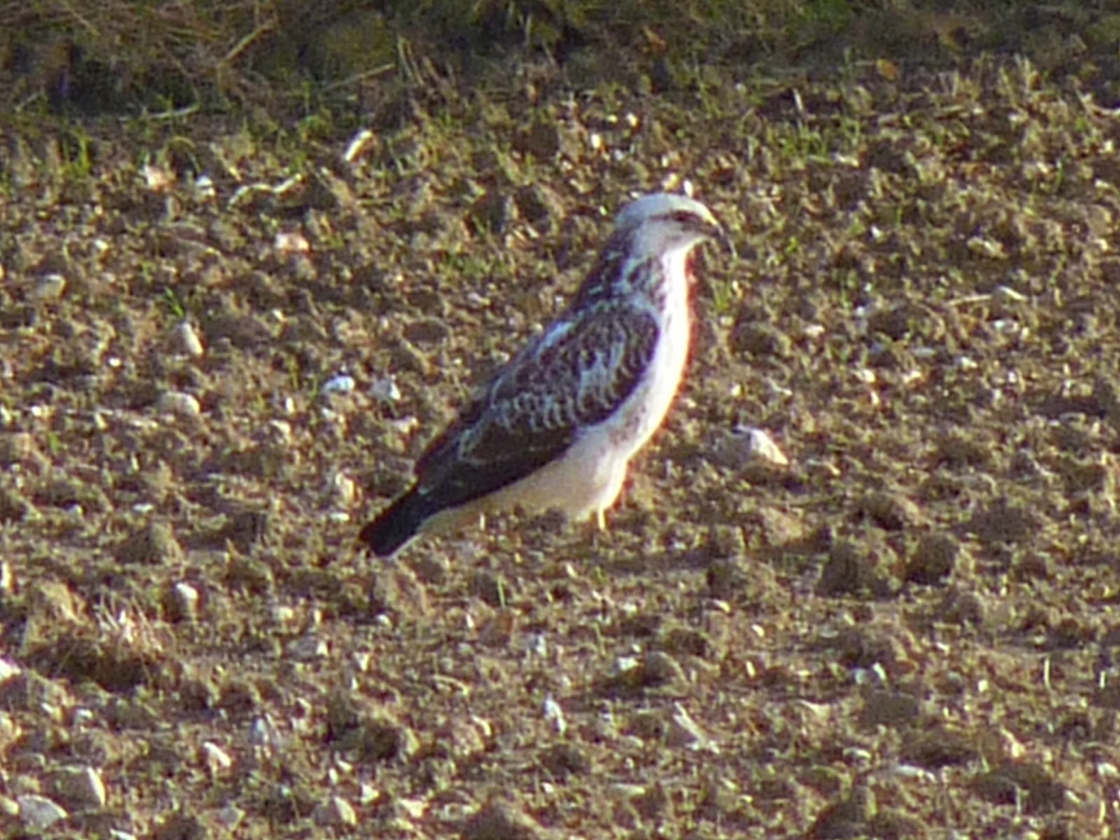 Birding For Pleasure: Pale Coloured Buzzard