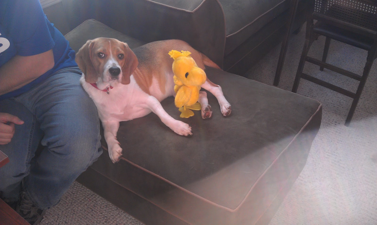 The Eager Beagle: The World's Most Famous Beagle