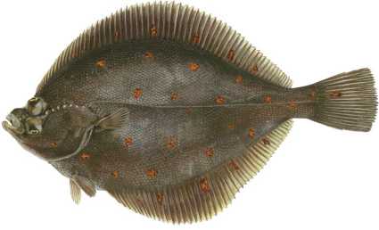 Jak myślicie? Wiecie naprawdę coś o rybach?: Płastugi