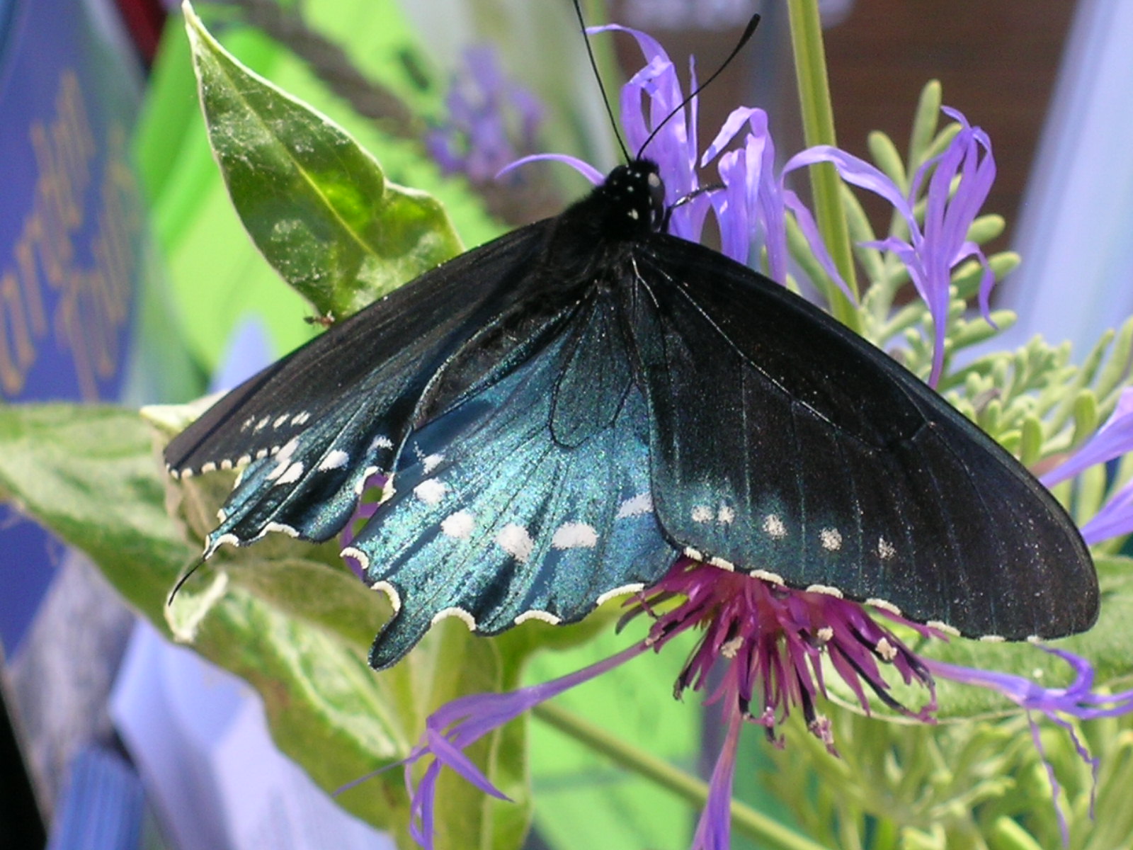 Berkeley Butterfly Blog: Pipevine Swallowtail