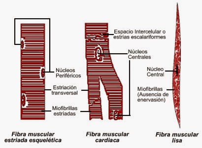 Sistema Muscular: Fibra Muscular