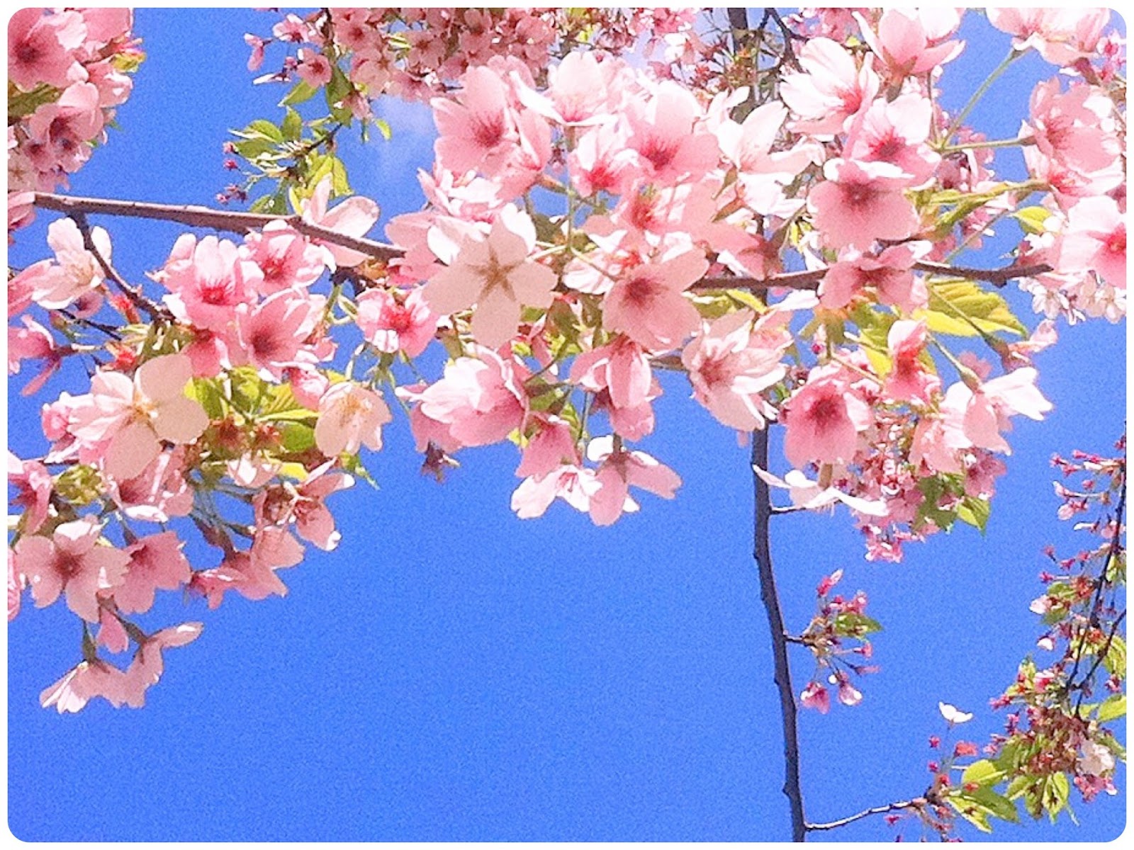 Cherry Blossom Sakura Soufflé Cake Roll 桜ロールケーキ | Chérie Kelly