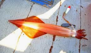 SQUID TYPE IN MALAYSIA | SQUID JIGGING (CANDAT SOTONG)