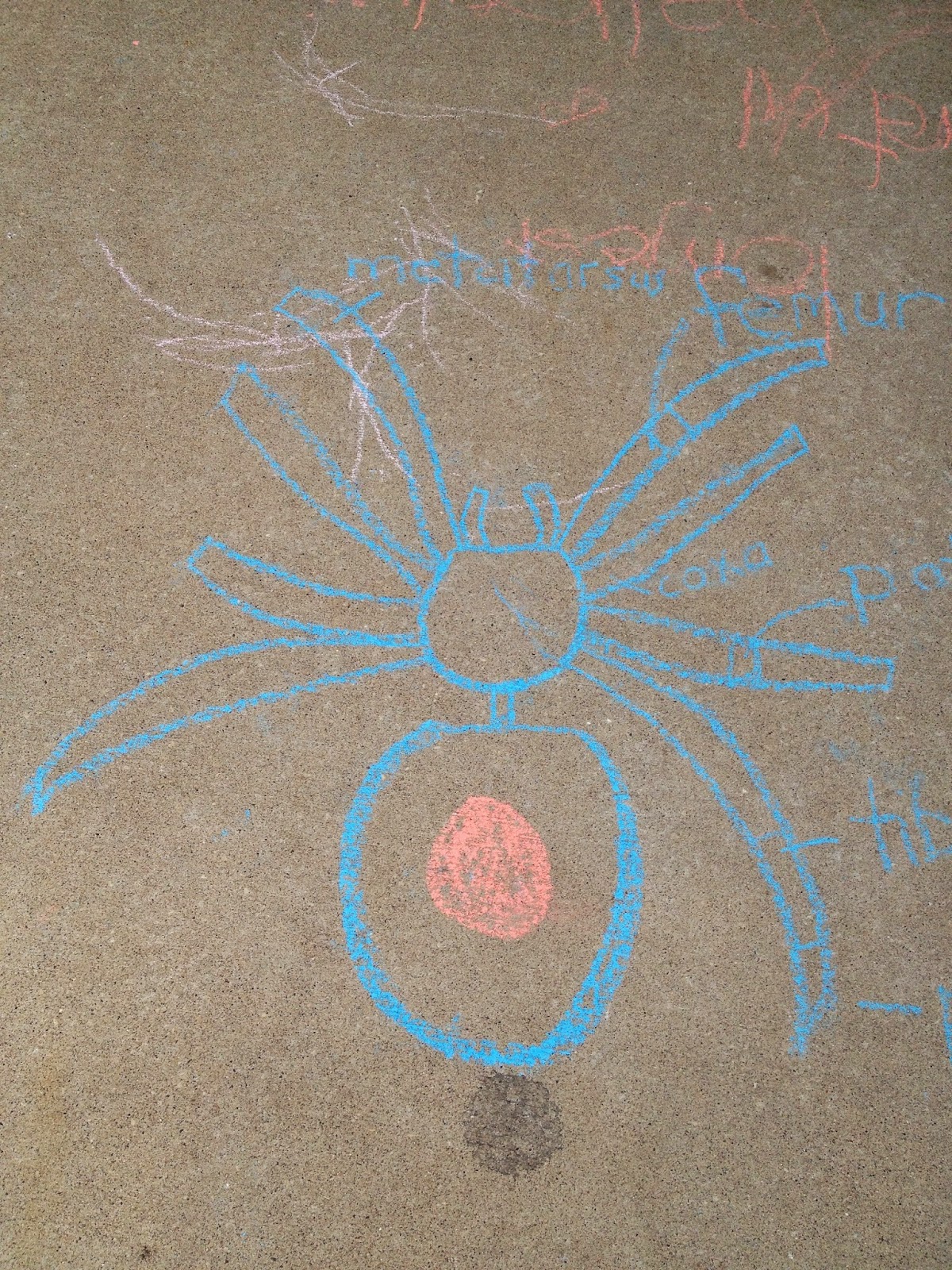 The Schrag Blog: Charlotte's Web and a Chalk Spider.