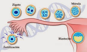 Fases del Huevo Cigoto y del embarazo: Pasos del cigoto