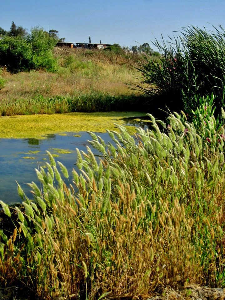 Biodiversity of Cyprus by NGO Protection of the Natural Heritage and ...