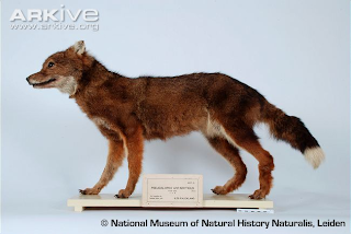 Extinction around the world: Warrah and Aurochs