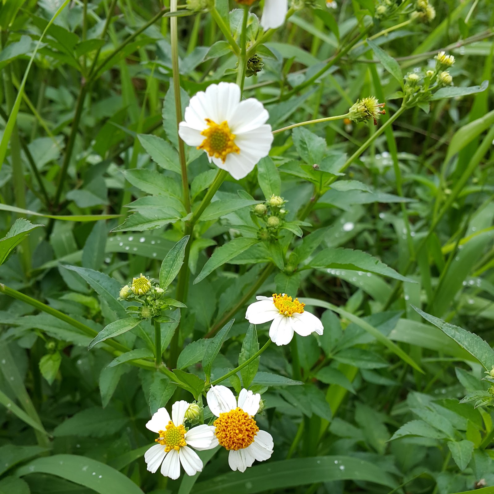 "Verdade//aspas" : 👪 Asteraceae (Bidens pilosa)