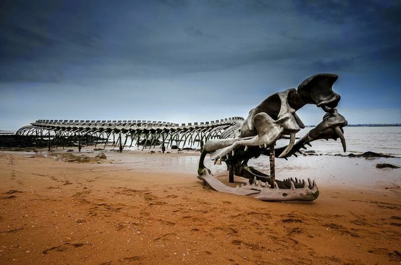 Serpent d’Océan – Sea Snake Skeleton