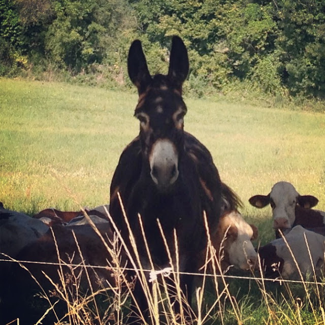 I'm an Outlaw, Not a Hero: 34 weeks and my favorite donkey.