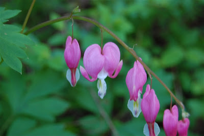 Capadia Designs: Flower and Photo Questions Answered