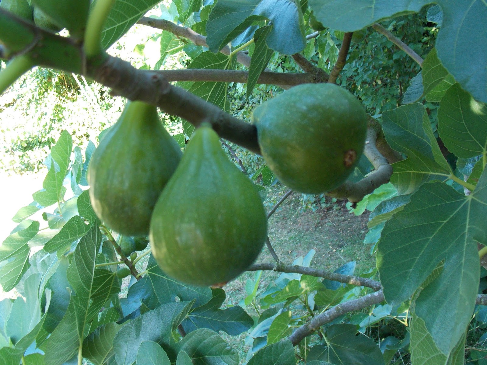 Des figues délicieuses....