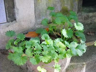 SRIKANDI OASIS: Pennywort Leaves (Daun pegaga)