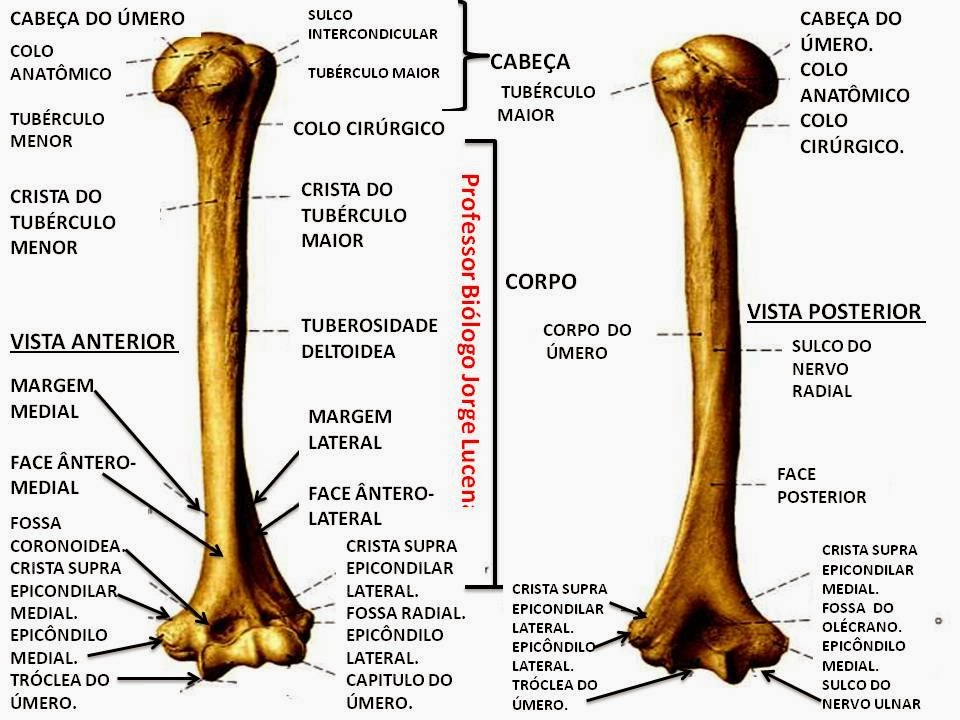 Mundo do Estudo: Úmero anatomia
