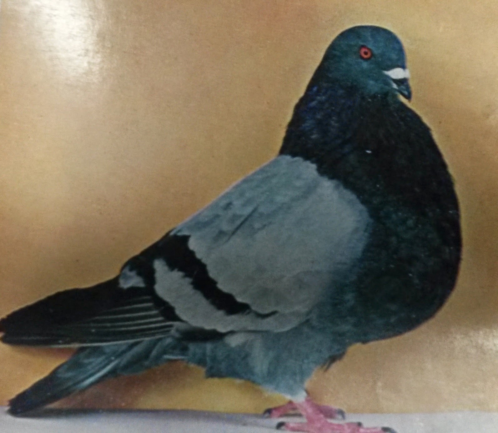 Details Information about Colillano Pouter Pigeon - Encyclopedia of ...