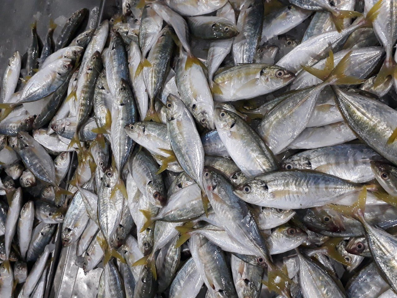 FROZEN YELLOWTAIL SCAD - VIETSEAFOOD CO.,LTD