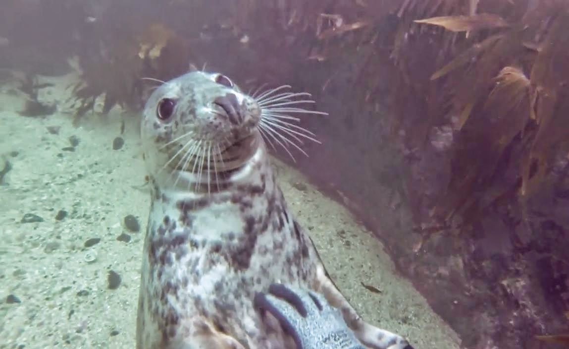 Imperdible: Conoce a una tierna foca que le gusta las cosquillas ...