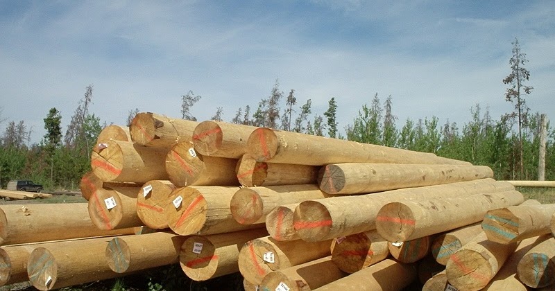 Bisnis Kayu Komersil: Mengenal Kayu Jabon (Anthocephalus cadamba)