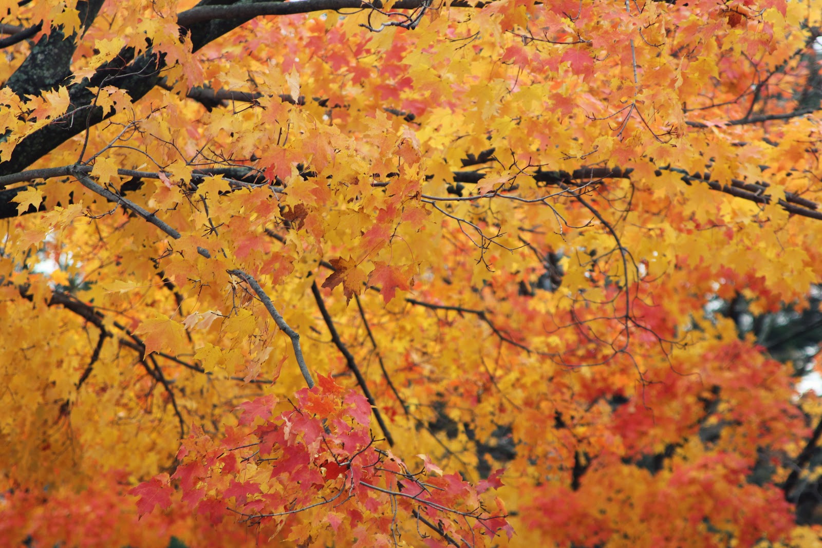 big red EP: Another beautiful fall day