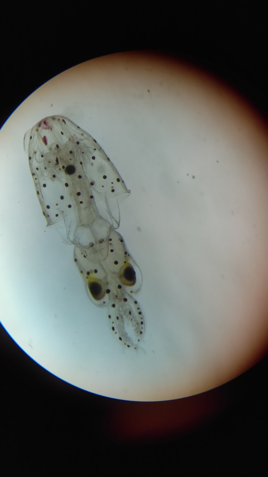 Huntsman Marine Science Centre: Squid