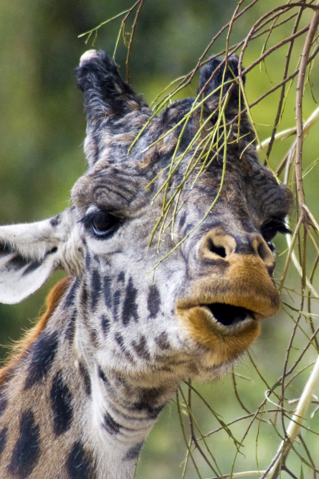 A Tail of Six Foxes: Zoo Animals