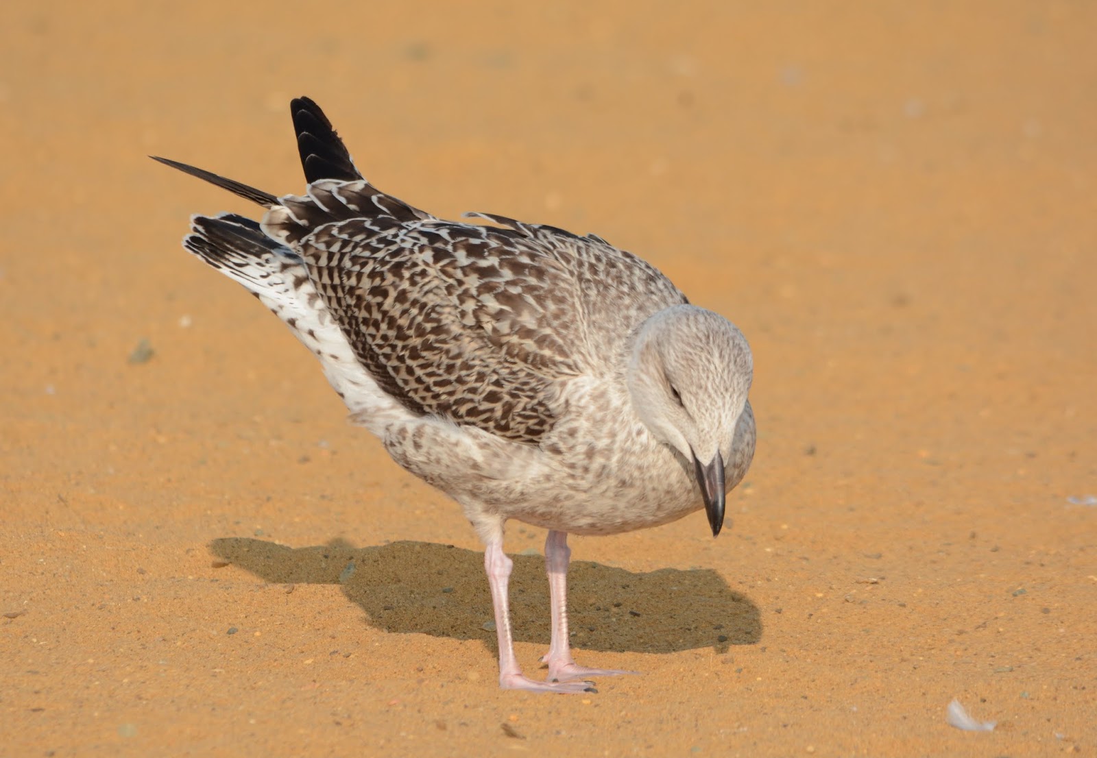 Anything Larus: 08/14