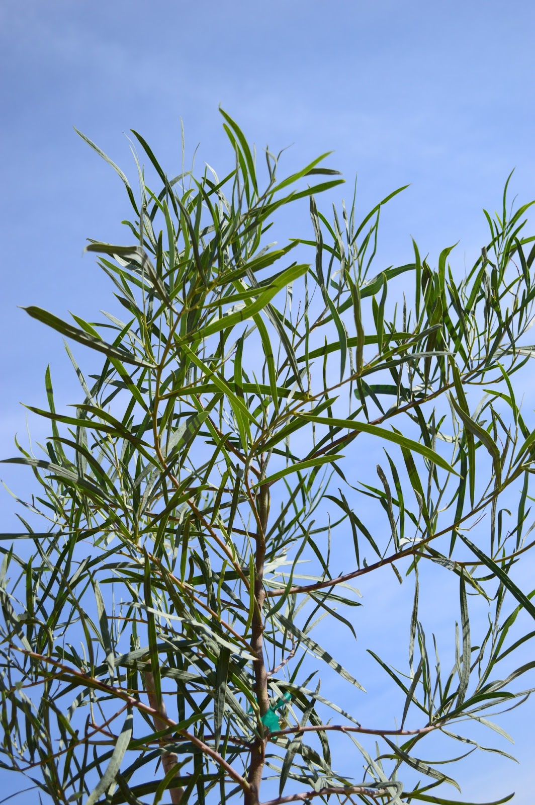 A Small, Sunny Garden: The Garden Tree