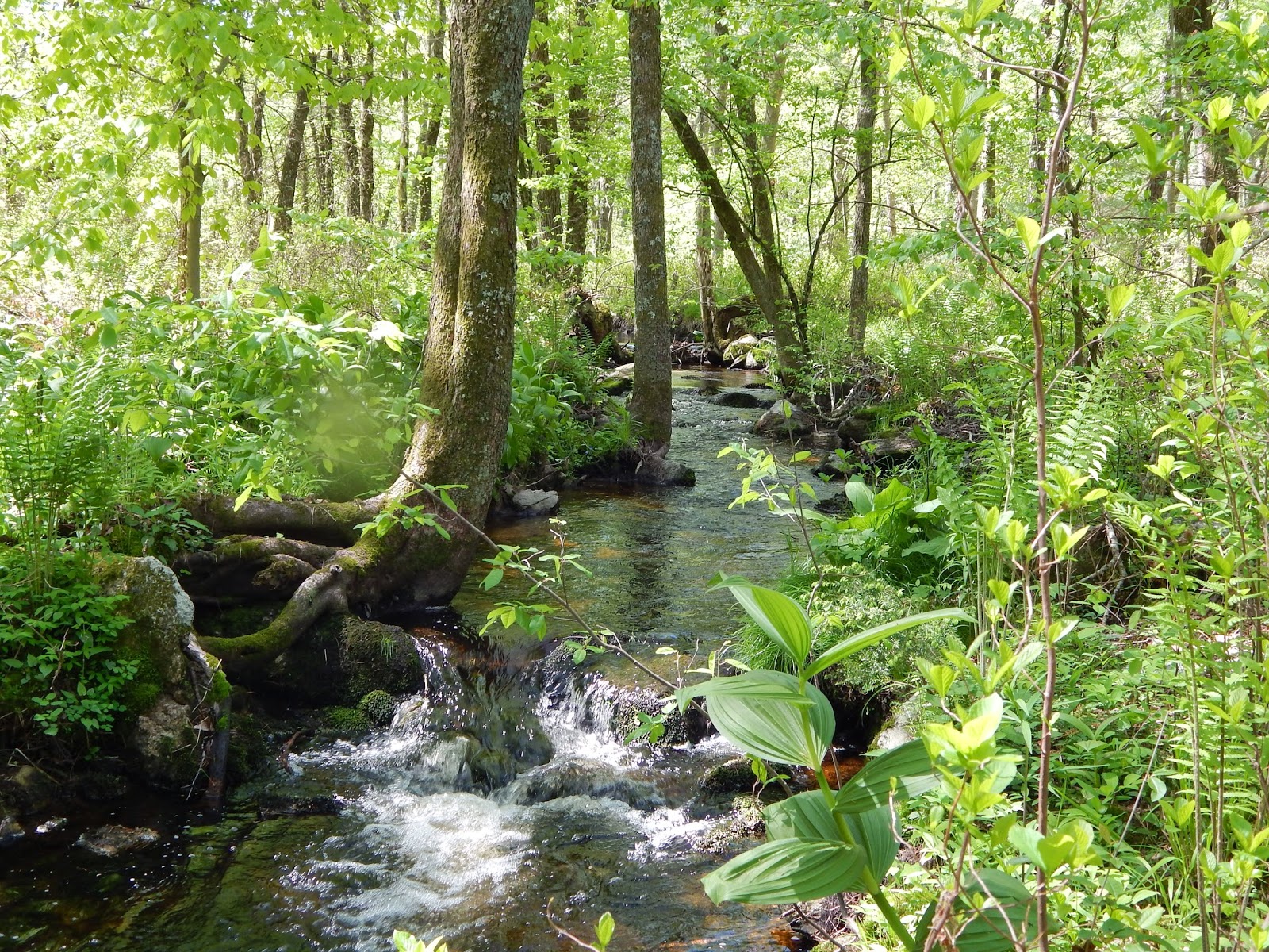 Small Stream Reflections: May 2014