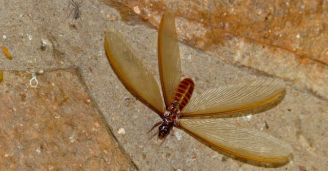 Fakta Kehidupan Laron, Bakal Mati Jika Jomblo Sampai Matahari Terbit ...